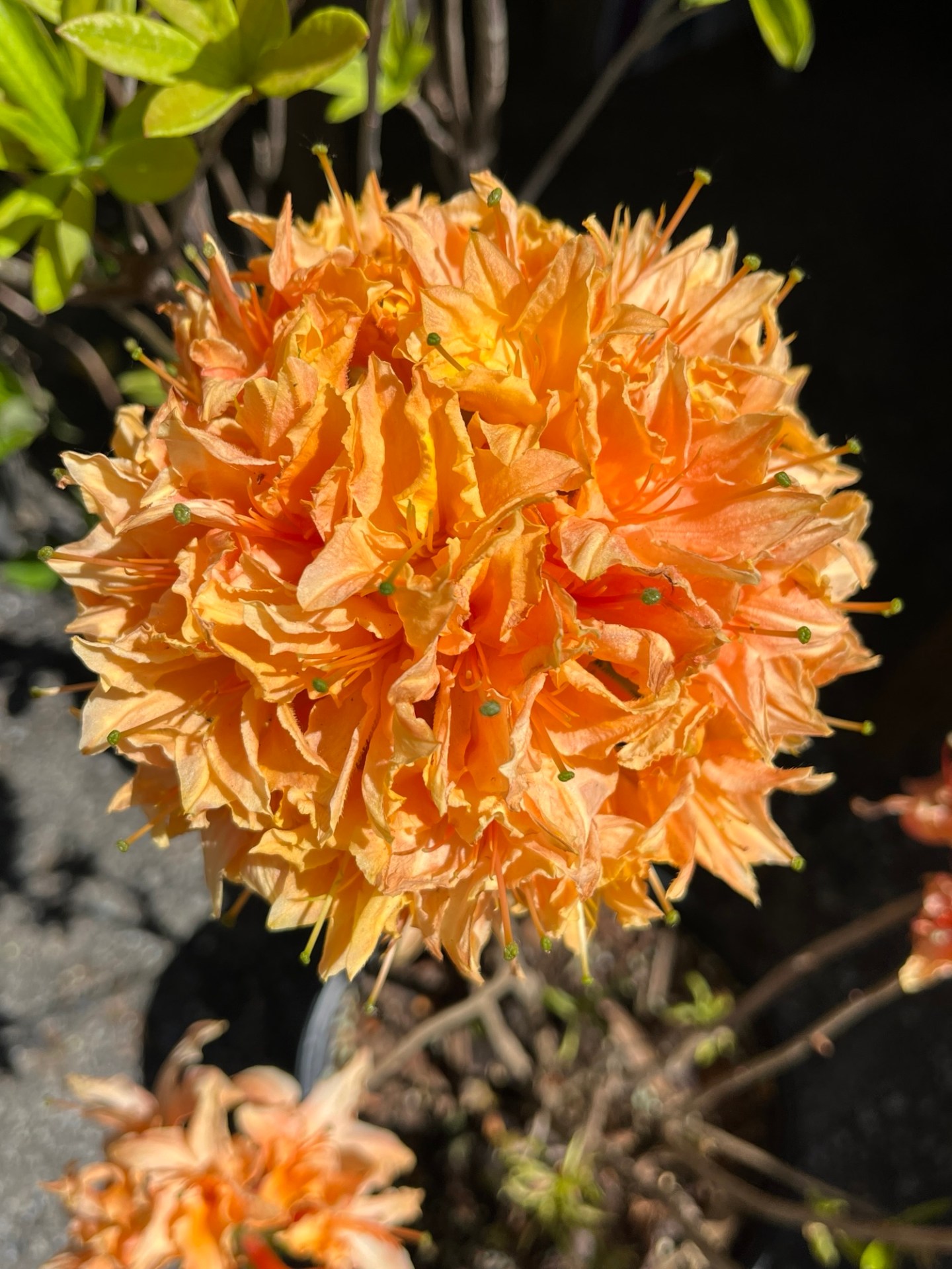 New Flower (June 9, 2026) – Mandarin Lights Azalea | Mama Cormier