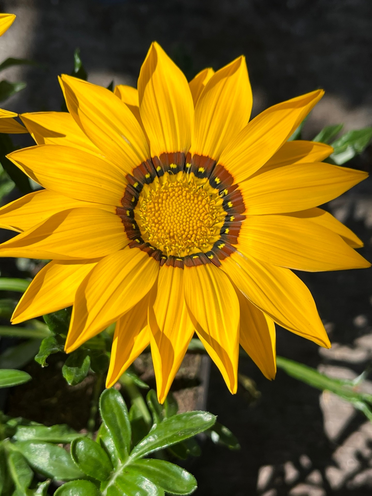 New Flower (June 16, 2026) – Gazania Rigens | Mama Cormier