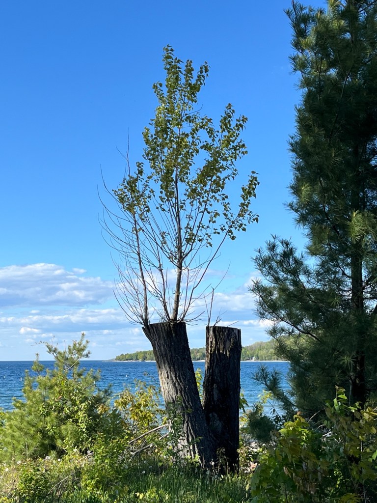 Sunday Trees – June 7, 2026 | Mama Cormier