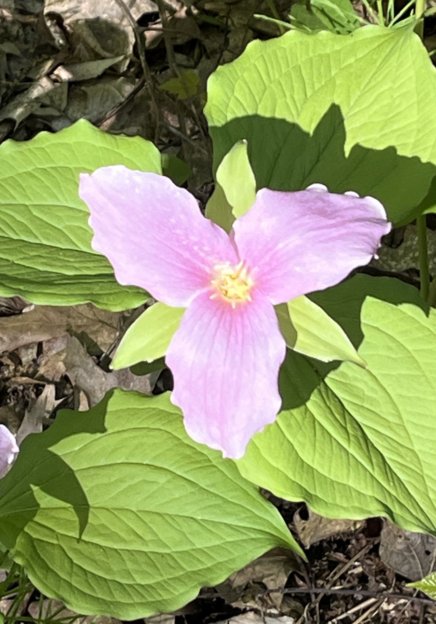 New Flower (June 5, 2026) – Pink Trillium | Mama Cormier